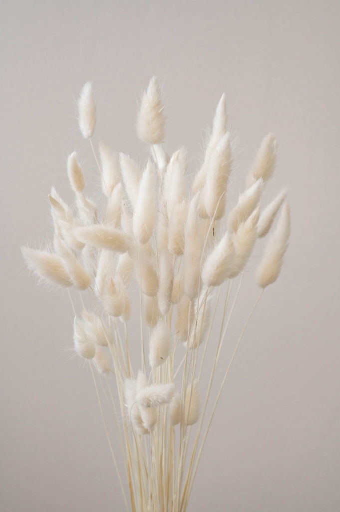 Lagurus weiß gebleicht | 1 Bund online kaufen / bestellen