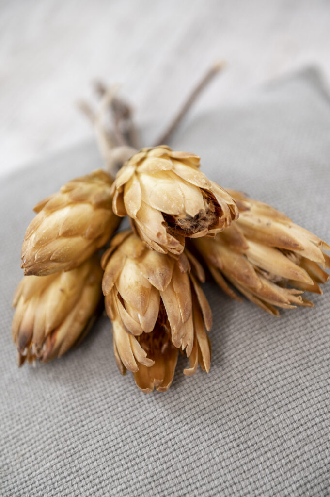 Protea "repens" | honigfarben (1 Bund) online kaufen