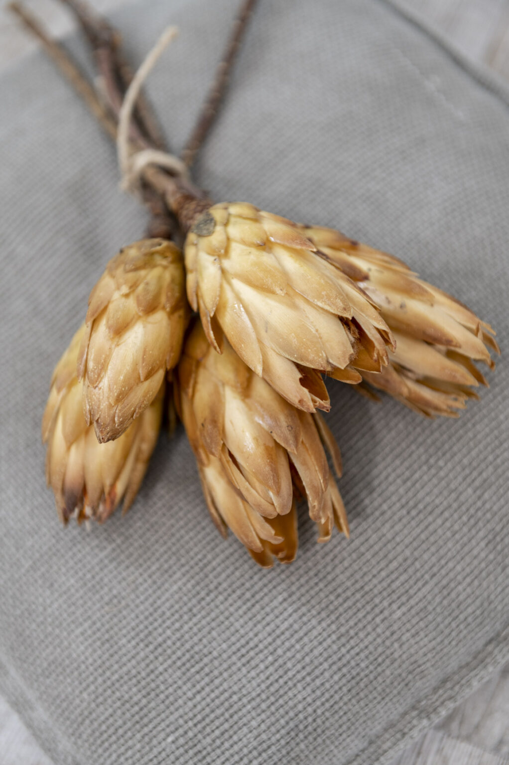 Protea "repens" | honigfarben (1 Bund) online kaufen