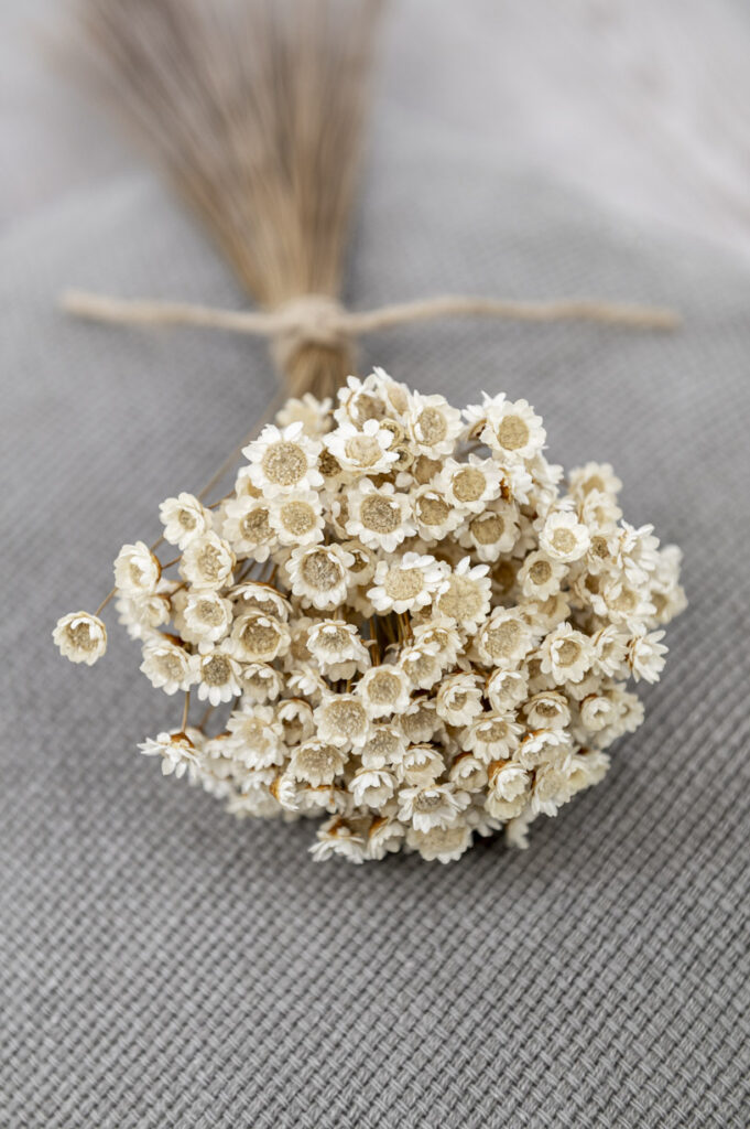 Glixia Trockenblumen | natur | 1 Bund online kaufen